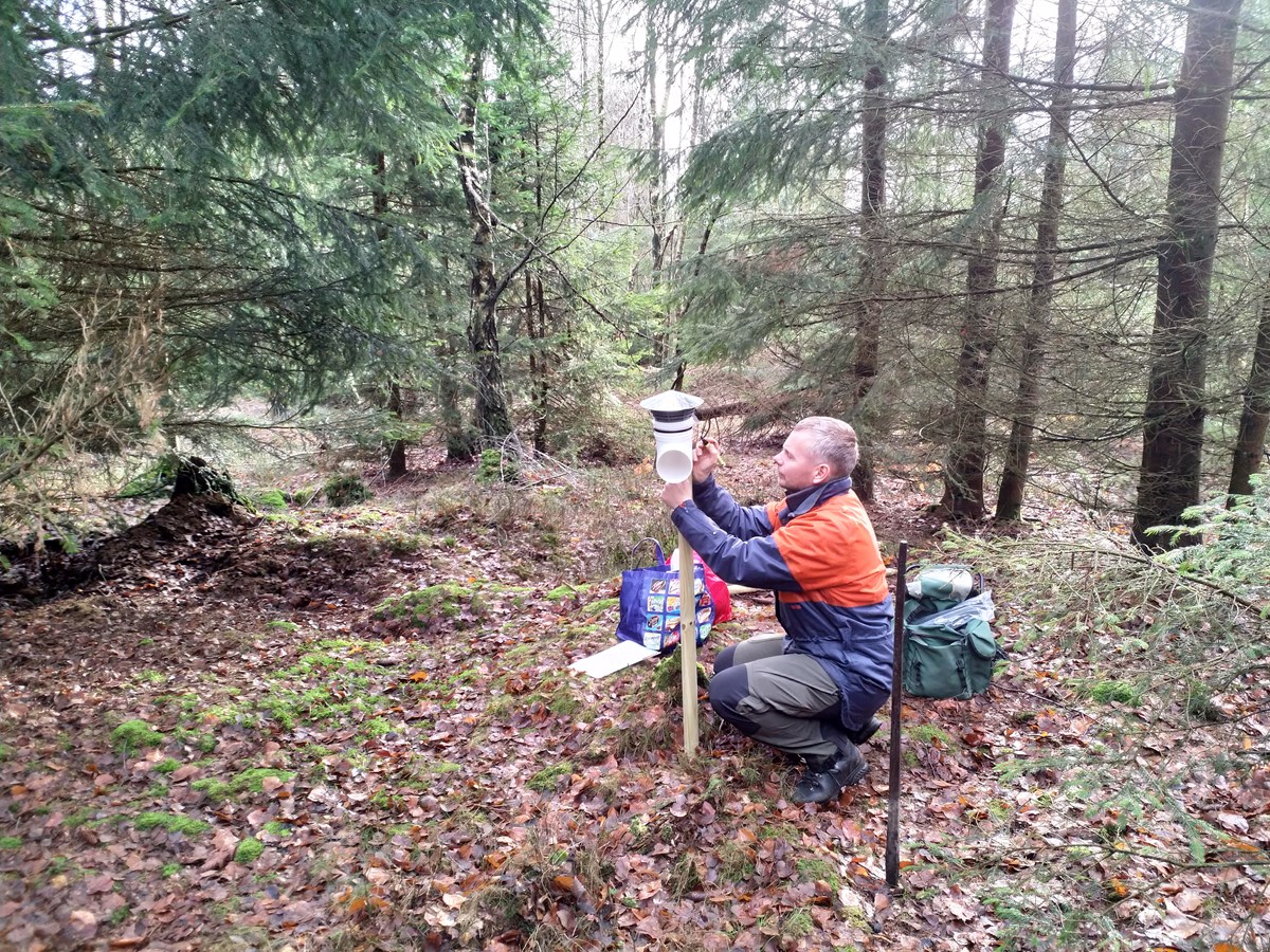 Exploring Fall and Winter's Hidden Effects on Forest Biodiversity ...