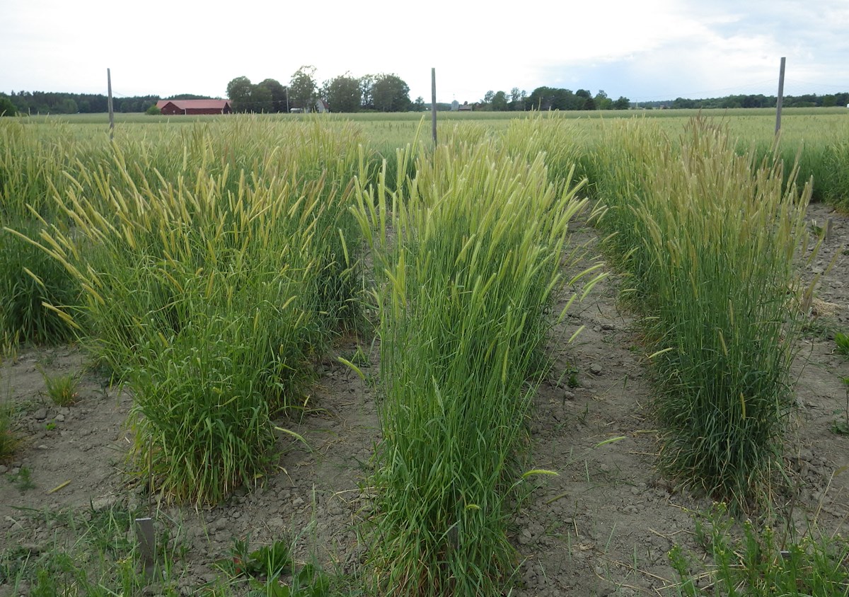 SLU's breeding of perennial barley receives major support from the ...