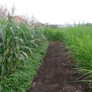 What do an ecophysiologist and an agroecologist have in common ...