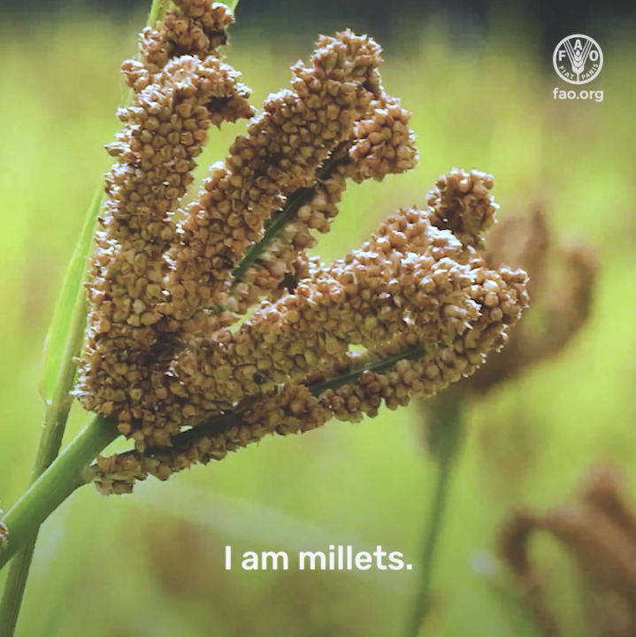 Millets and other traditional crops can boost sustainable agrifood ...