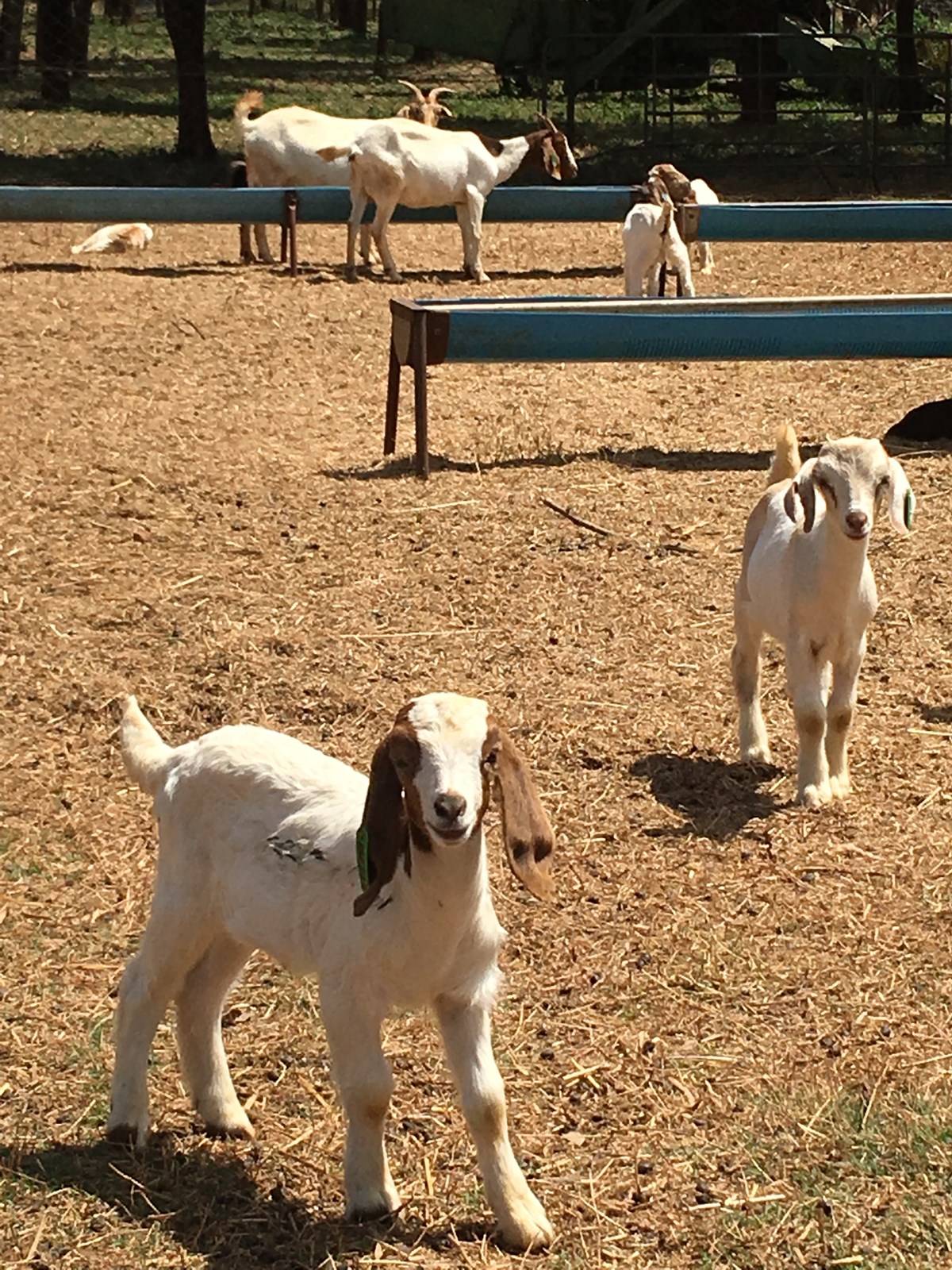 New policy brief about sustainable goat production in Zambia ...