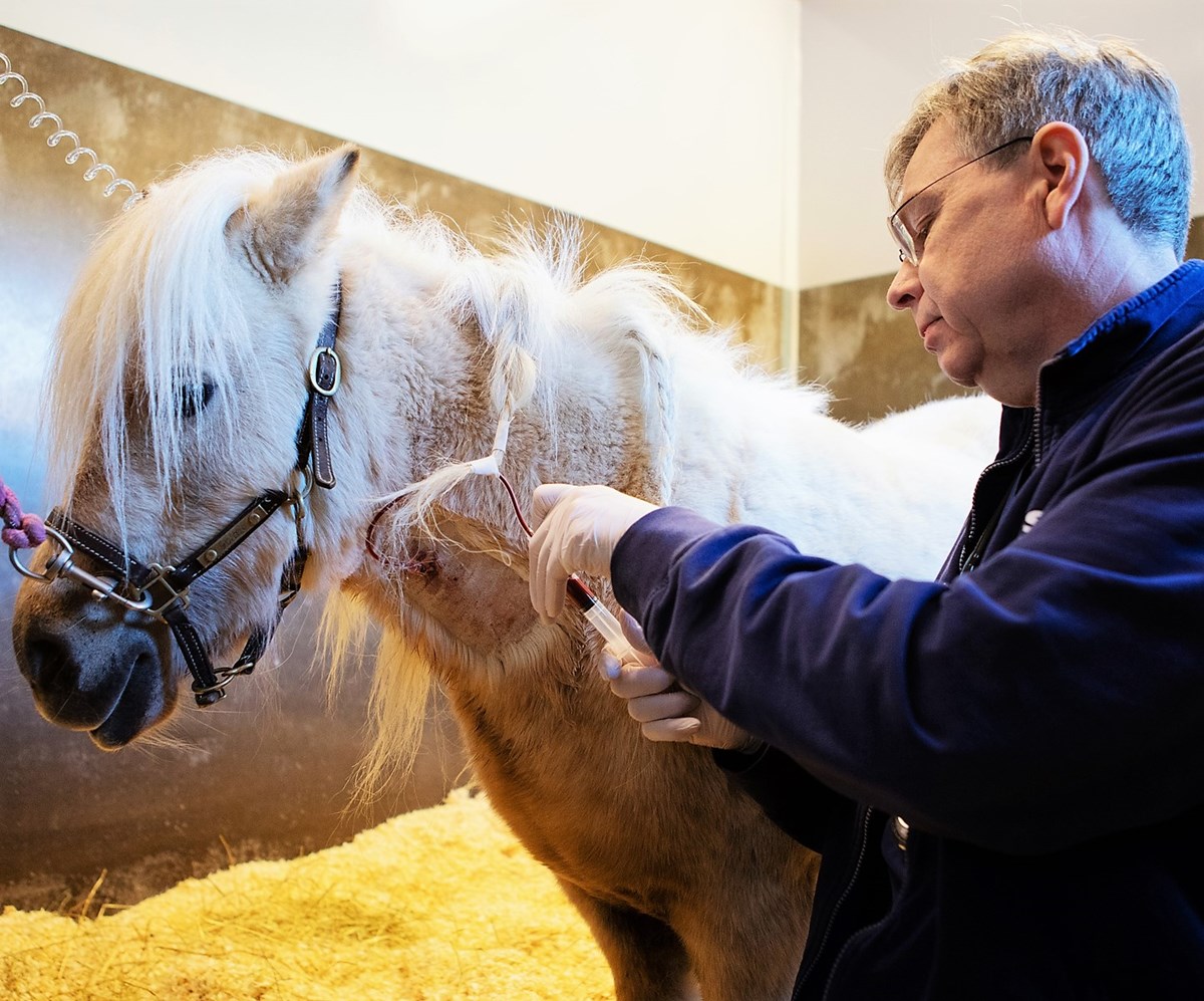 Horse research aimed at preventing diabetes in children is supported by ...