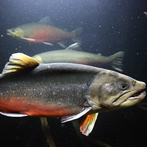 Modernization of the 40-year breeding program for Arctic charr ...