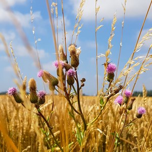 Weed seed predation depends on agricultural intensity | Medarbetarwebben