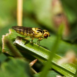 The gout fly - a new pest of spring wheat | Medarbetarwebben