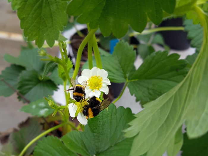 Humlor kan leverera biologiskt bekämpningsmedel till hotade jordgubbar ...