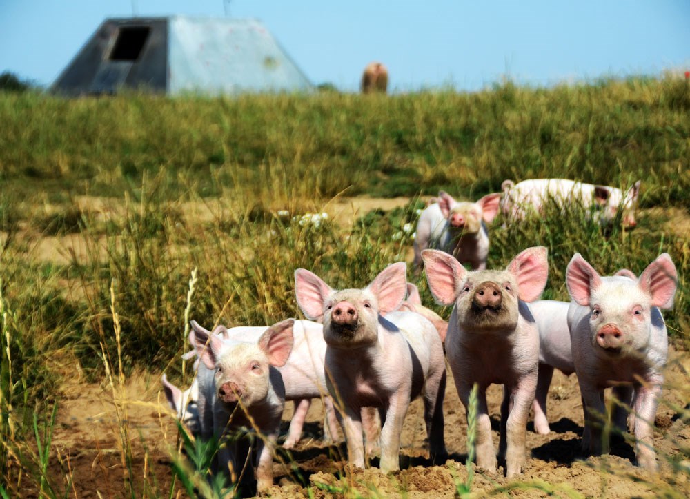Grisar ute eller inne – vad väljer lantbrukaren och varför ...
