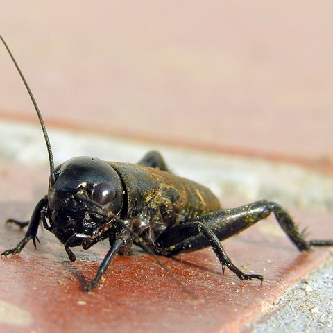 Syrsor som proteinkälla i foder till fjäderfän och grisar, något för ...