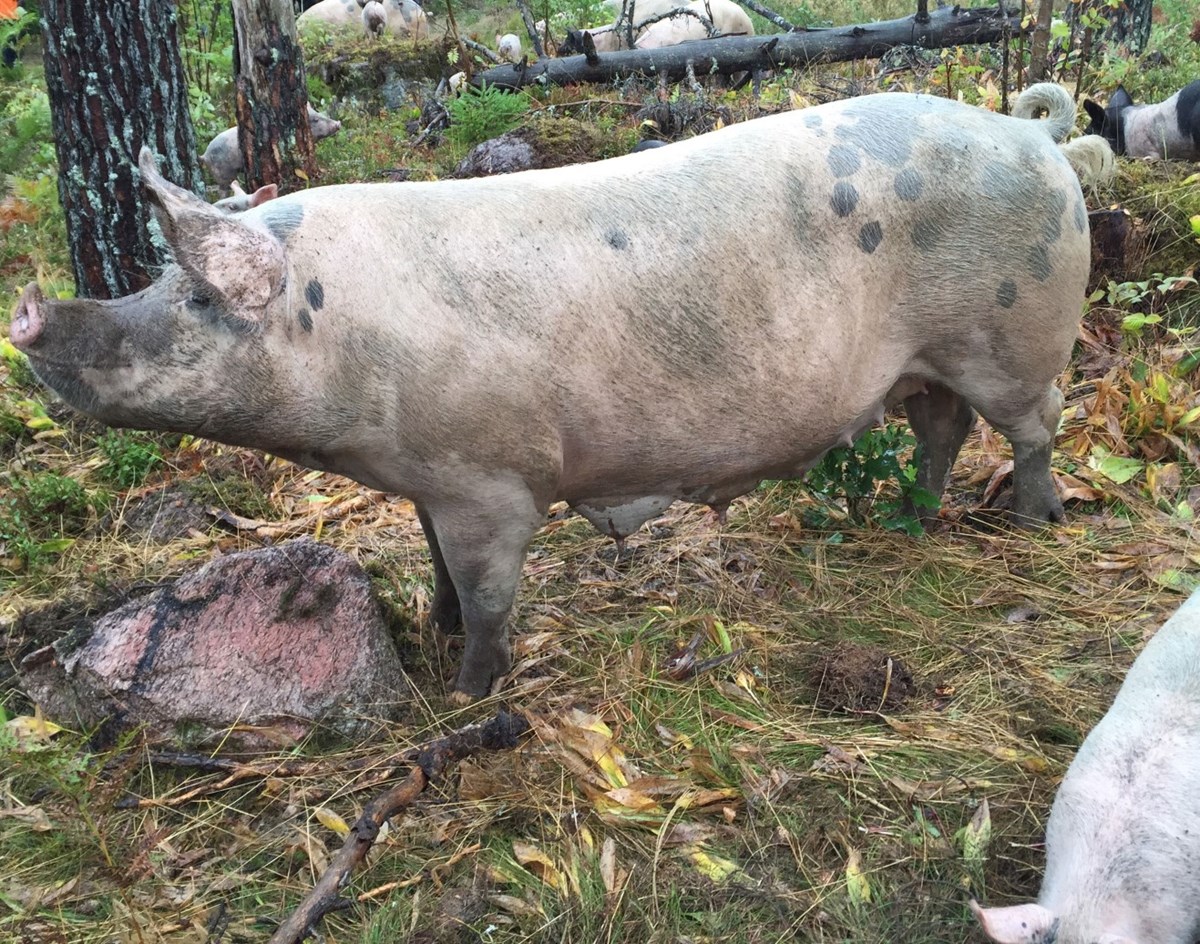 Specialutgåva om grisar i agroforestry | Medarbetarwebben