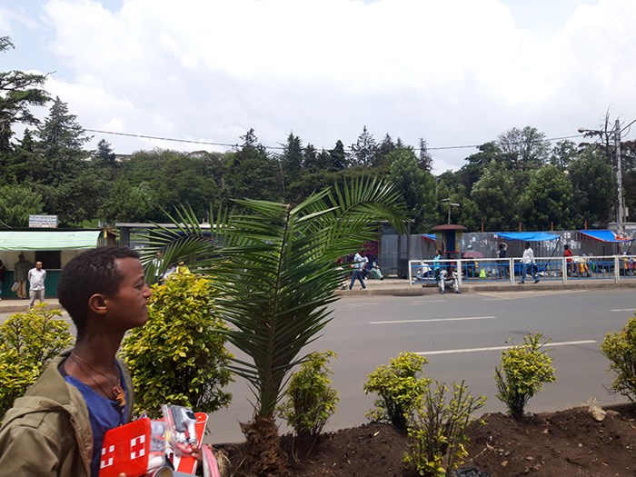 Urban Green Infrastructure in Ethiopia | Medarbetarwebben