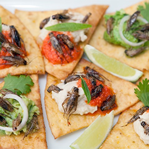 Insekter som mat och foder i Sverige | Medarbetarwebben