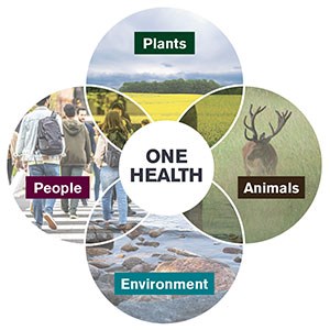 SLU Future One Health:s öppna utlysningar 2024 | Medarbetarwebben