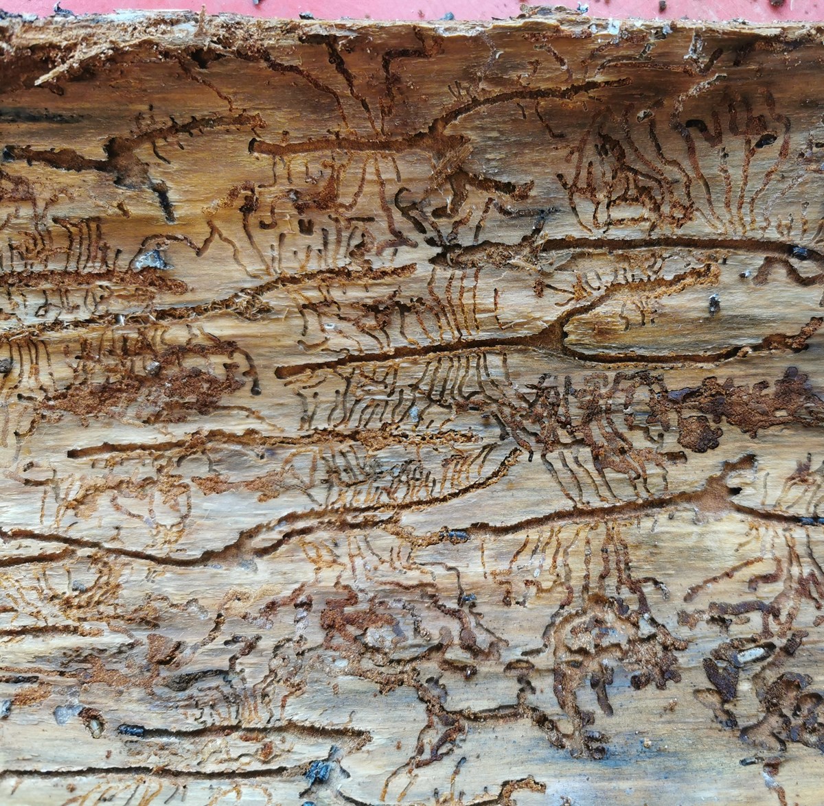 Contortatall och granbarkborre: Ny forskning avslöjar låg ...