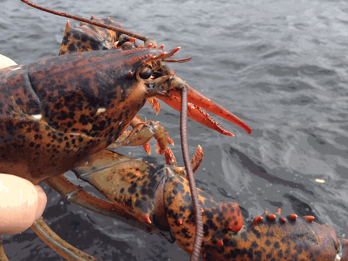 Dags att hålla utkik efter amerikansk hummer | Medarbetarwebben
