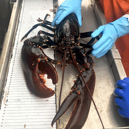 SLU calls for more lobster fishermen in Bohuslän, Halland and Skåne ...