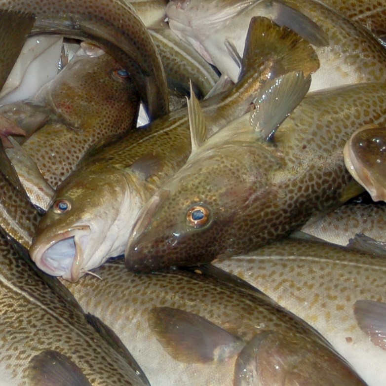 Lack of oxygen and starvation behind slim cod in the Baltic Sea ...