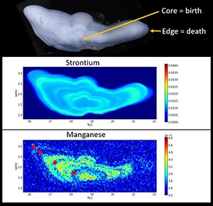 Trace elements in ear stones, important tools in cod management ...
