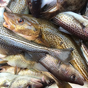 The Eastern Baltic Sea cod is more and more in low-oxygen waters – and ...