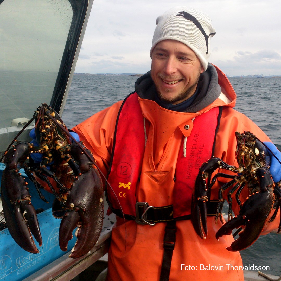 Fredade områden med konstgjorda rev i Göteborgs skärgård positivt för ...