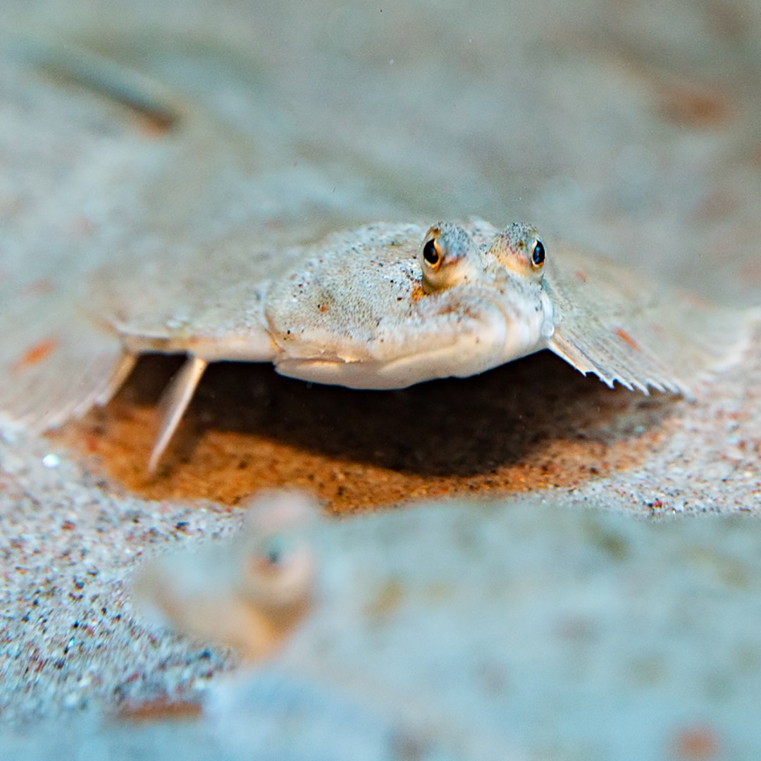 No-take zones enhance fish populations and restore the marine ...