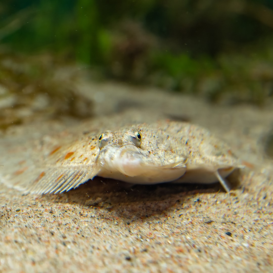 Rethinking fish stock management: new research challenges the "fewer ...