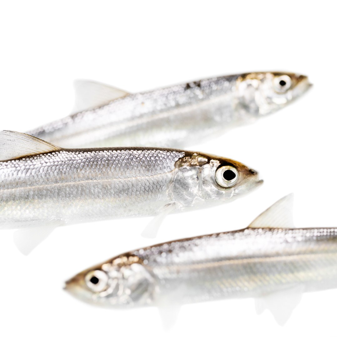 Fiskbarometern: the latest trend for Swedish fish and shellfish ...