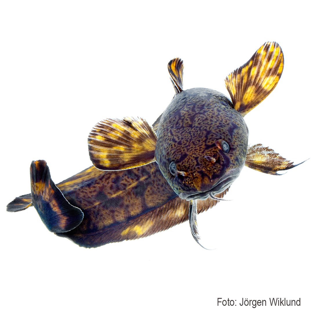 Fiskbarometern: The status of Sweden’s fish and shellfish stocks ...