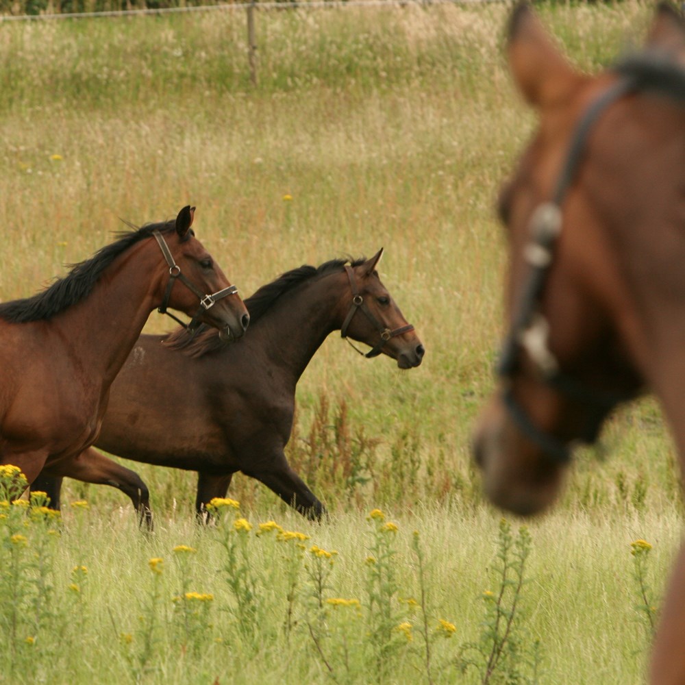 Equitation Science PhD course 2021 | Medarbetarwebben