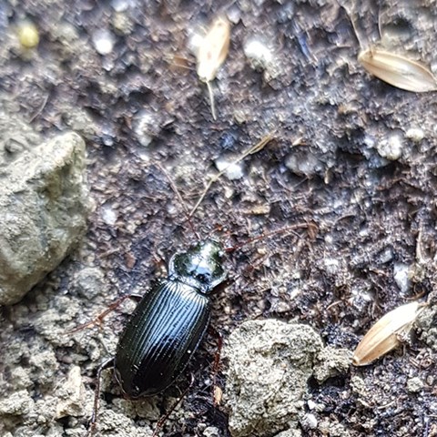 Seed predators help us to control weeds in the fields | Medarbetarwebben