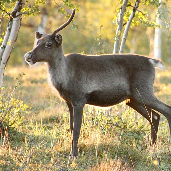 Störs renar av jägare? | Medarbetarwebben