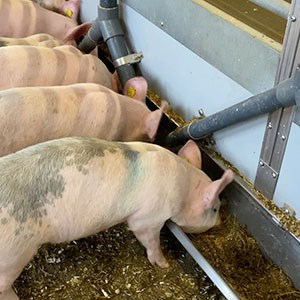 Ley crops to pigs | Medarbetarwebben