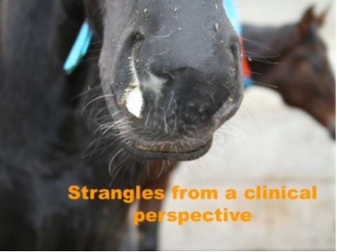 Seminar on Streptococcus equi subspecies equi infection in horses ...