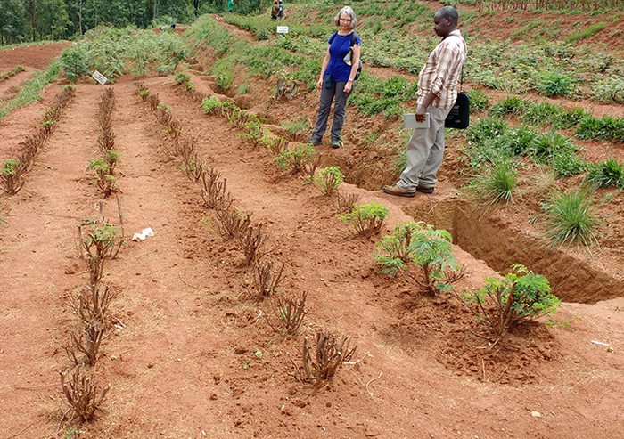 Using legume trees to improve livestock fodder and soil fertility ...