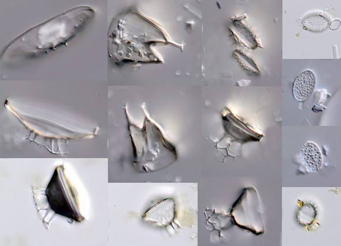 The past is the key to the future – diatoms and the diversity of the ...