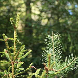 Gran eller tall? – dags att omvärdera läroböckerna | Medarbetarwebben