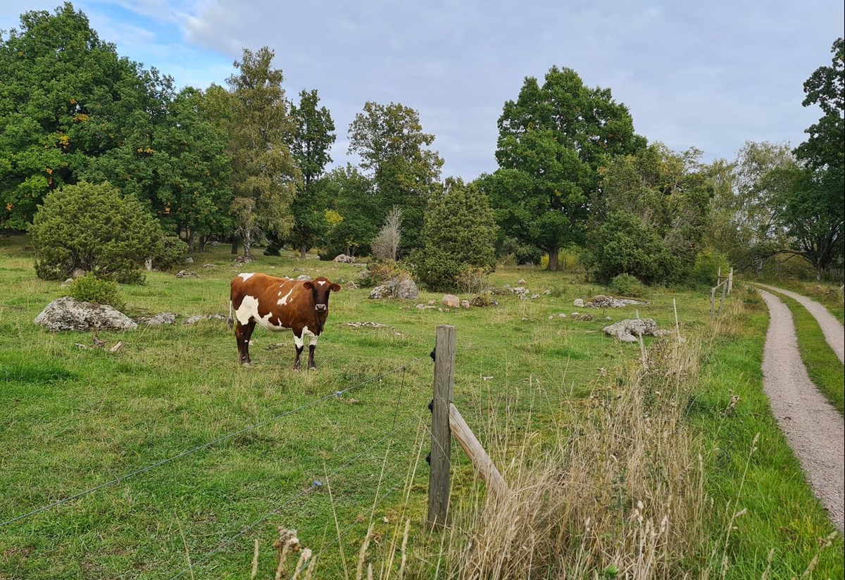 Unique landscape experiment for sustainable food production and ...