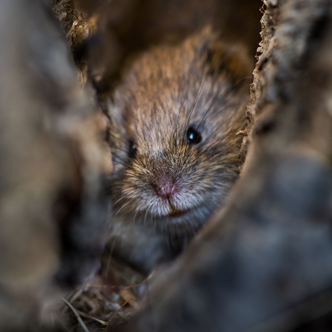 Why humans get infected with rodent-borne diseases | Medarbetarwebben
