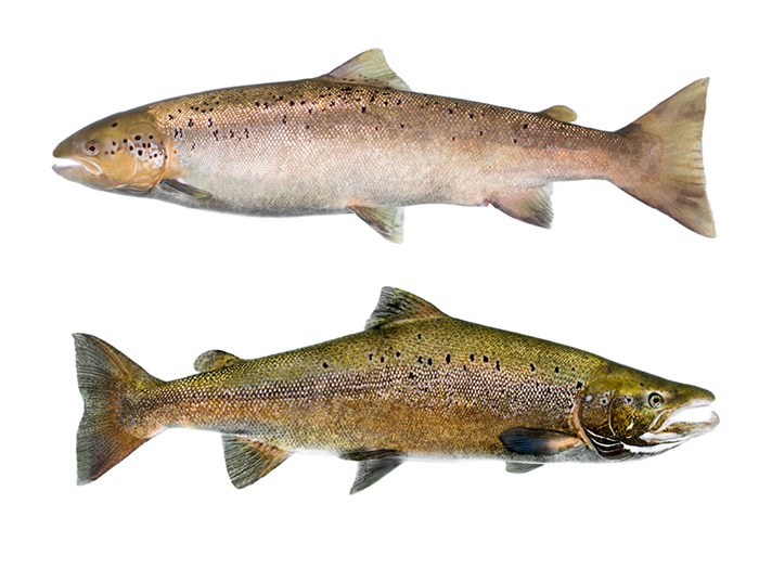 Why some Atlantic salmon spawn several times | Medarbetarwebben