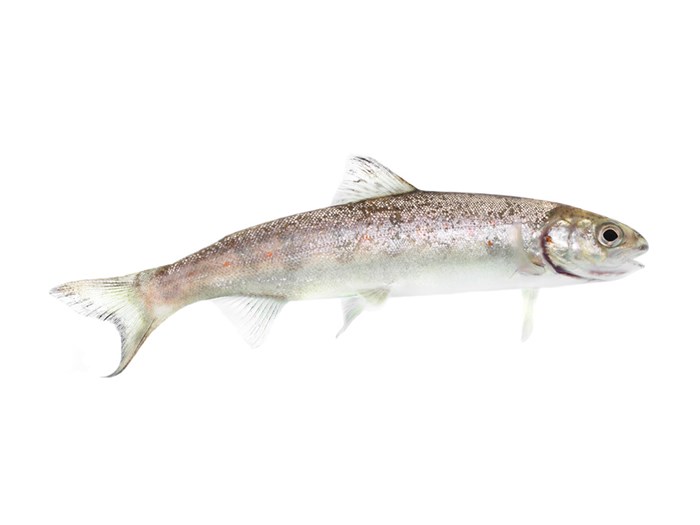 Why some Atlantic salmon spawn several times | Medarbetarwebben