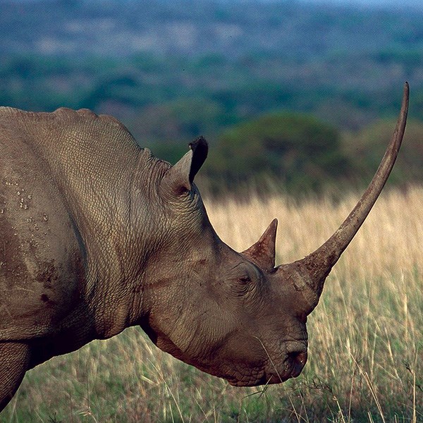 Global perspectives on adaptive wildlife management (PhD course, 7.5 ...