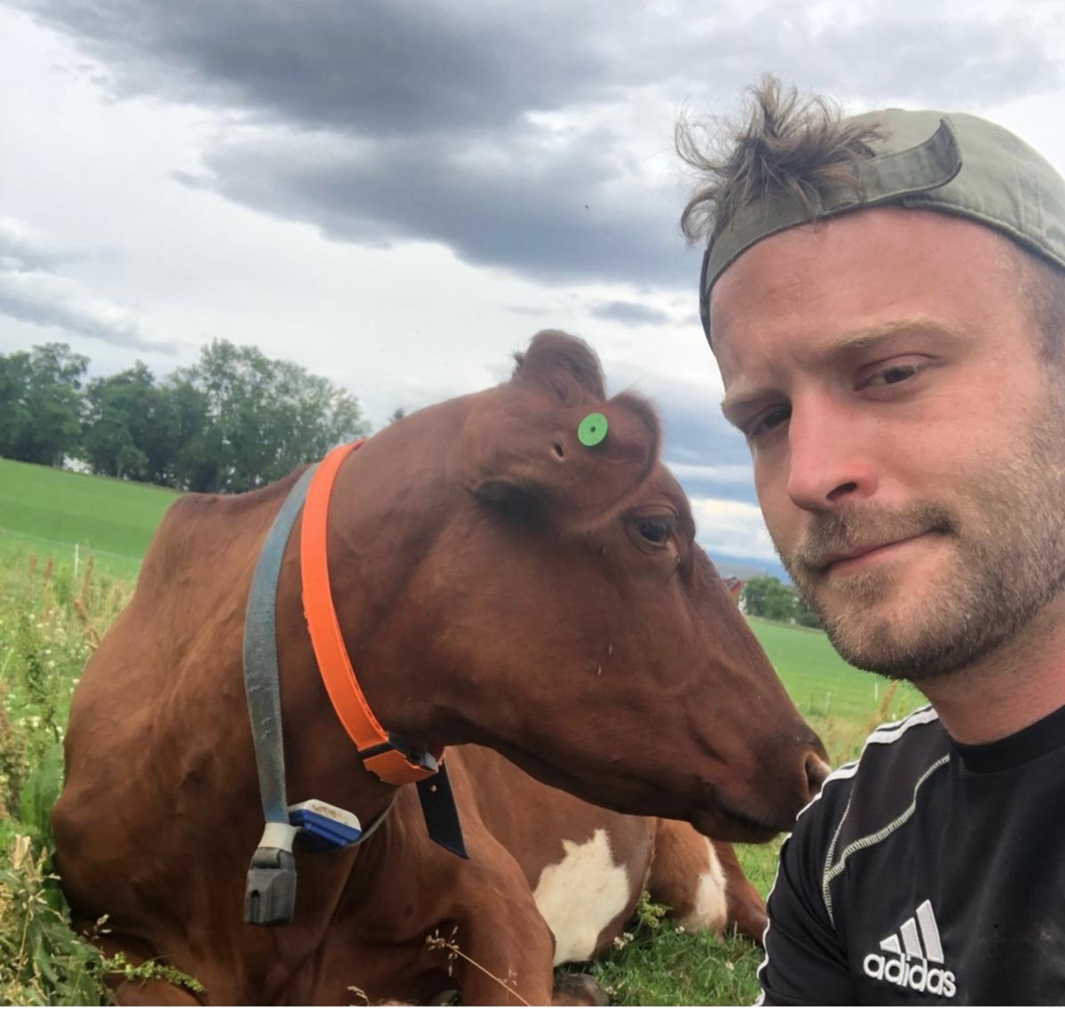 Bete minskar mjölkkors metanutsläpp – utan att produktionen påverkas ...