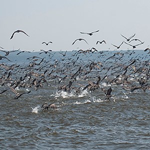 Skarvar påverkar både fisk och fiske | Medarbetarwebben
