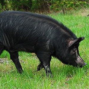 Slow muscles give Korean native pigs their tasty pork | Medarbetarwebben
