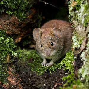 Forest fires can increase the risk for rodent-borne diseases ...