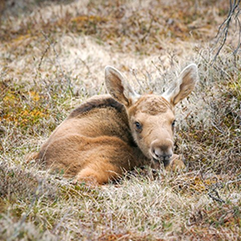 Unique study: Moose adapt their calving to the climate | Medarbetarwebben