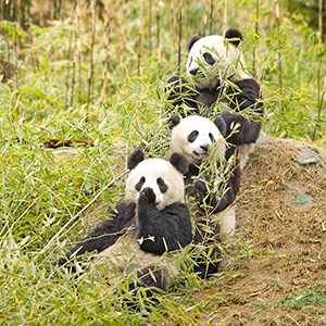 Protected areas’ location may hinder conservation efforts of giant ...