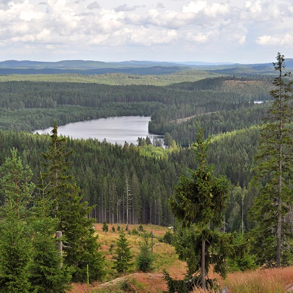 Greater climate benefit in the parts of the northern coniferous forest ...