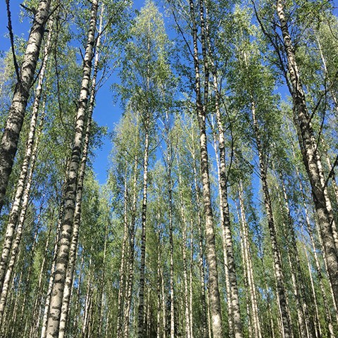 Så gynnar du självföryngrad björk i skogen | Medarbetarwebben