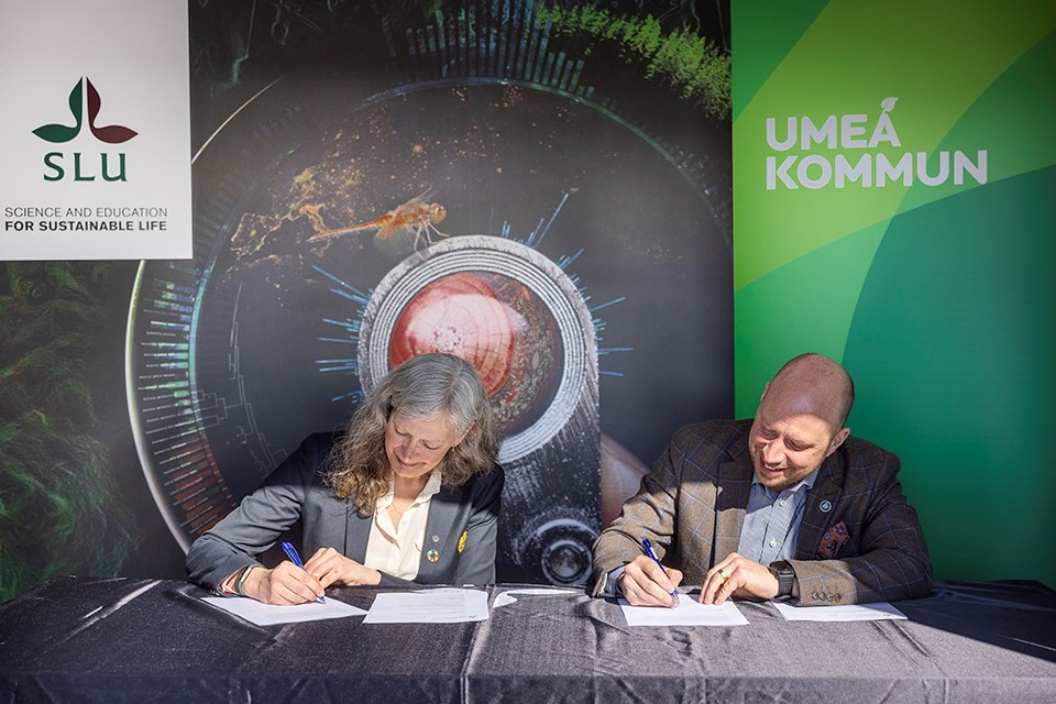 SLU och Umeå kommun tecknar överenskommelse om samverkan | Medarbetarwebben