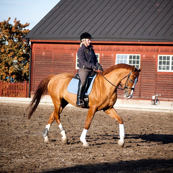 Första potentiella läkemedlet mot artros hos hästar – och kanske även ...